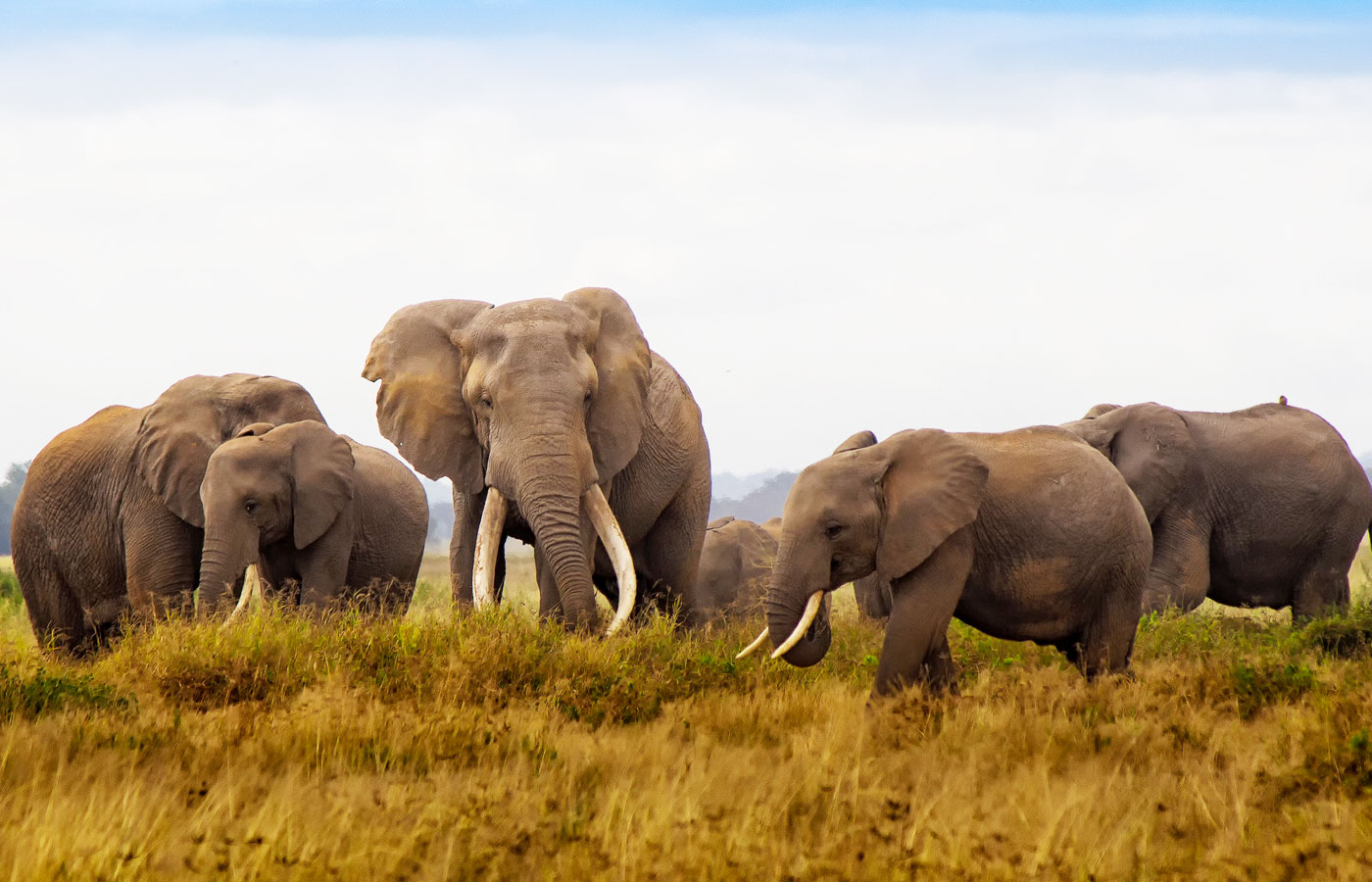 2 Days Amboseli Safari From Nairobi - Pakasa Tours and safaris